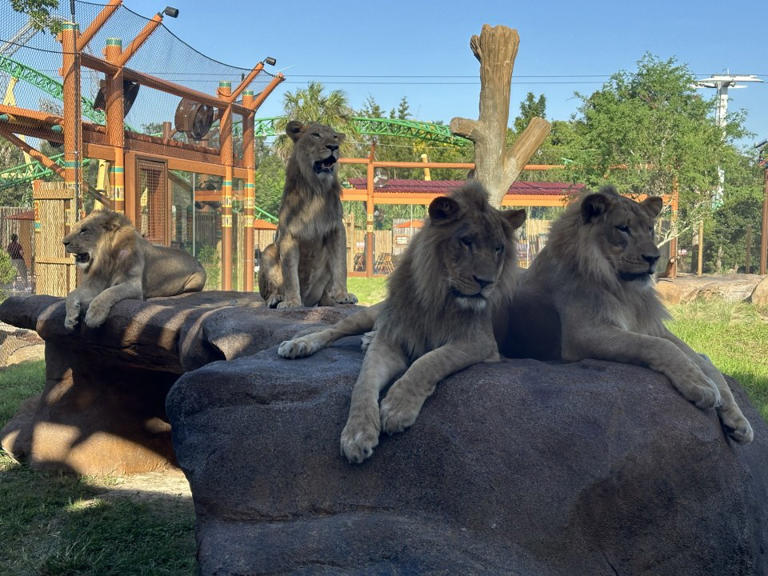 Busch Gardens Tampa Bay unveils massive new lion, hyena ridge habitat