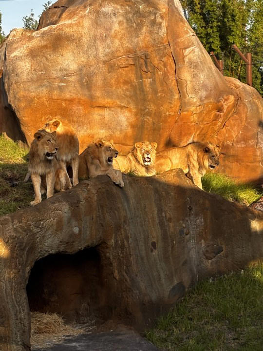 Busch Gardens Tampa Bay unveils massive new lion, hyena ridge habitat