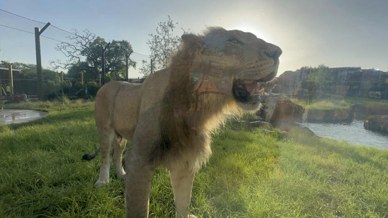 Busch Gardens Tampa Bay unveils massive new lion, hyena ridge habitat