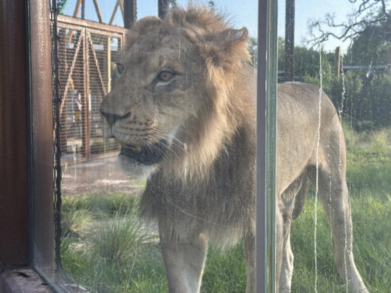 Busch Gardens Tampa Bay unveils massive new lion, hyena ridge habitat