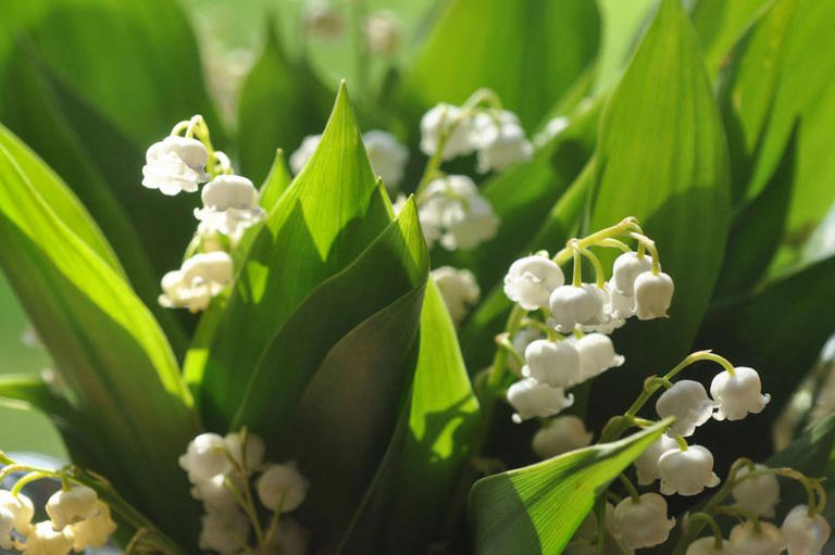 10 easy-care garden plants that keep flowering for decades