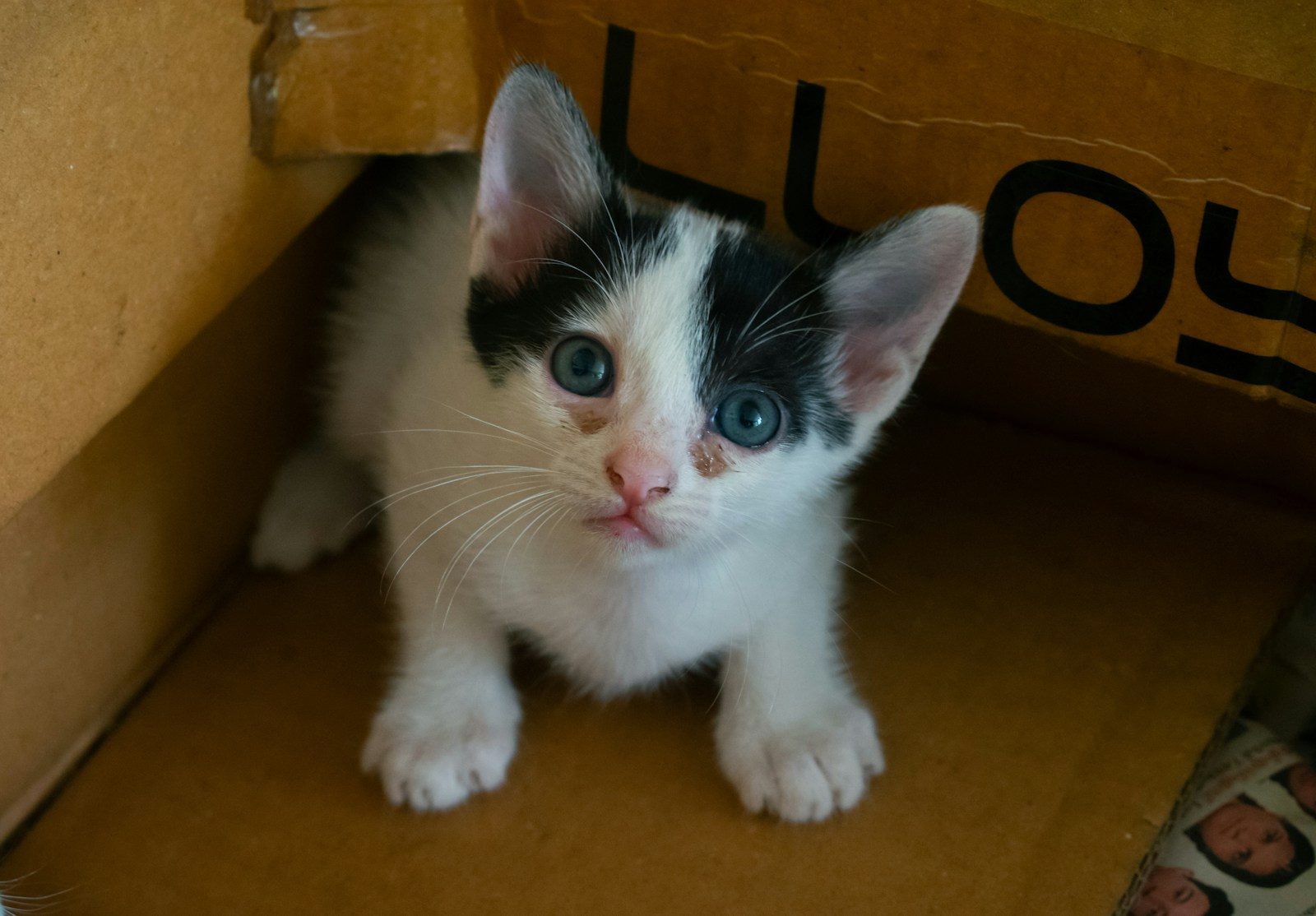Why this strange tiny kitten chose our delivery box