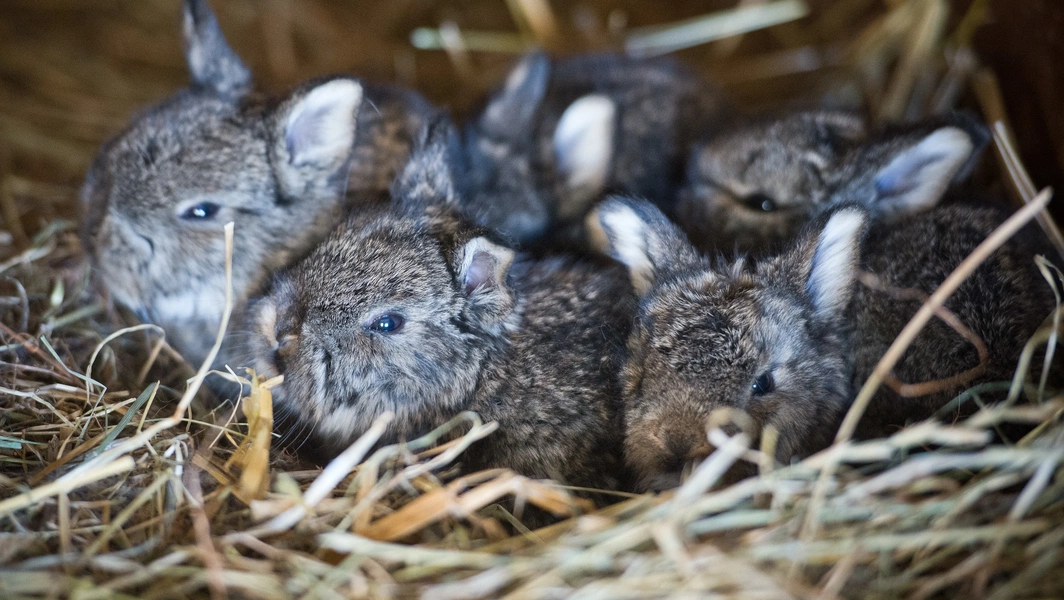 Why rabbits choose and stay in your yard