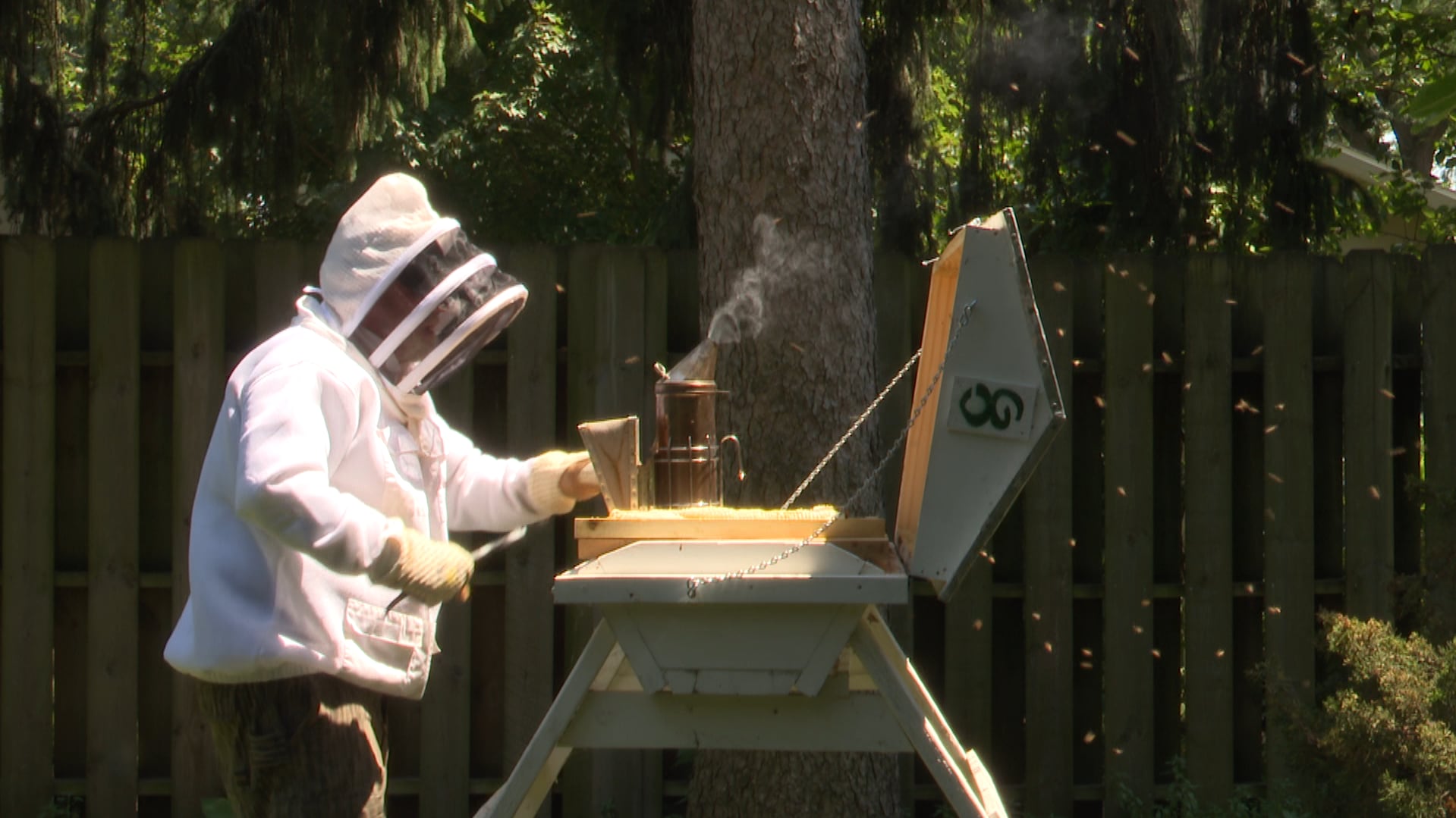 Wildfire smoke disrupts bee navigation, MSU researcher finds