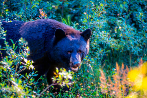 Wild bear attacks leave four dead, three injured in Chhattisgarh