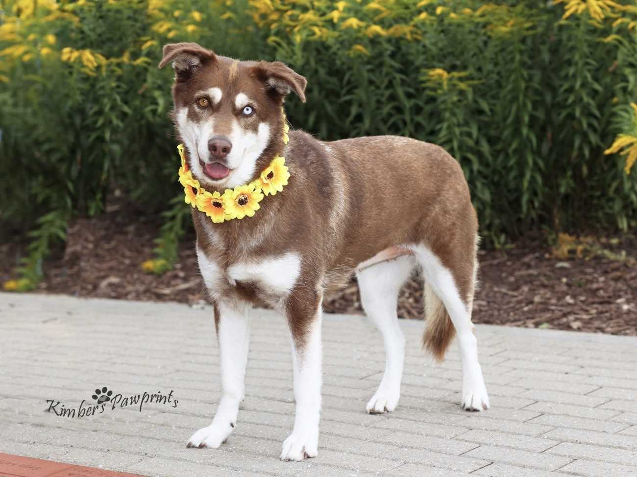 Nebraska Humane Society marks 151 years with free pet adoptions