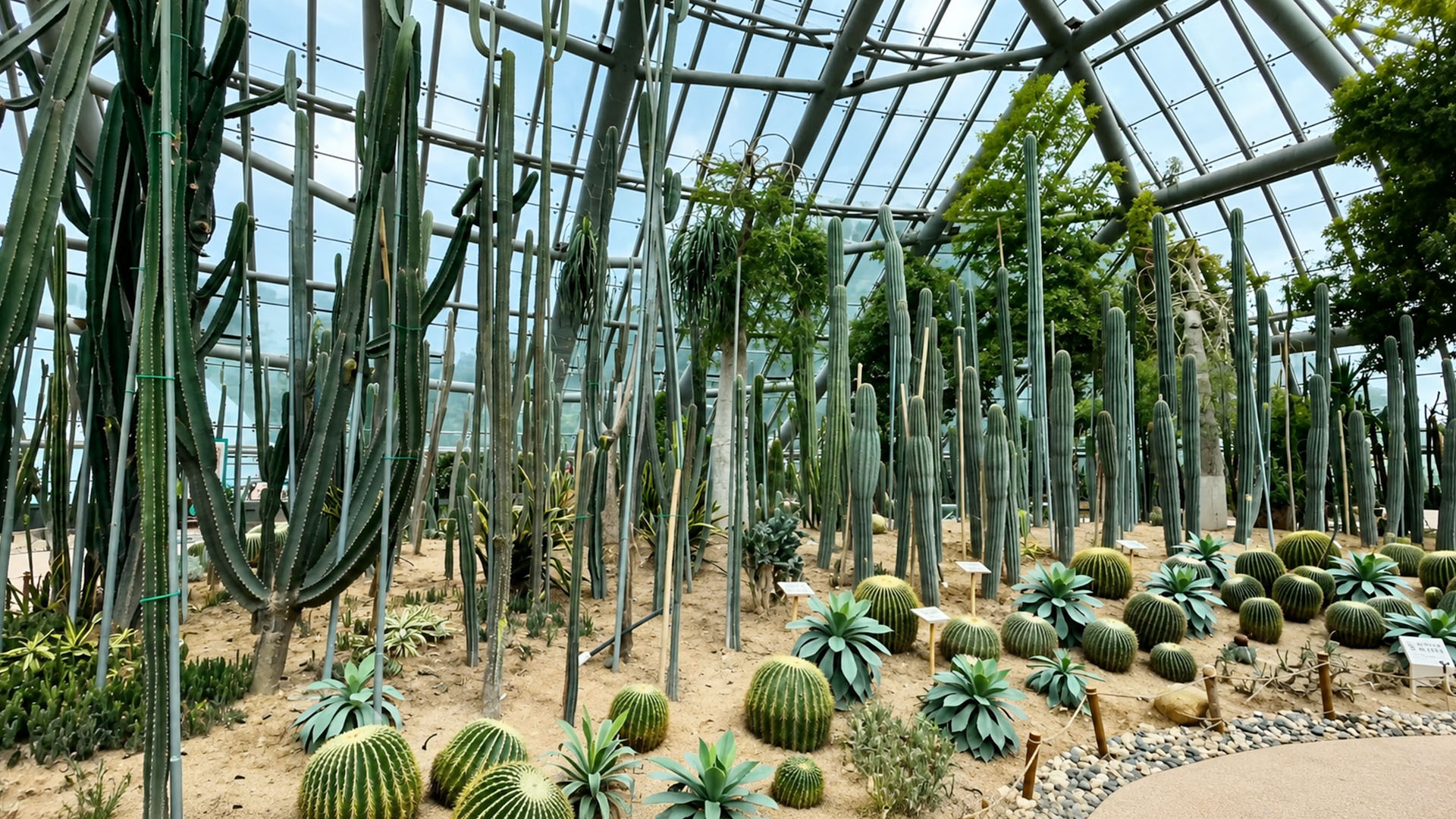 Giant cactus forest thrives beneath China's futuristic glass conservatory