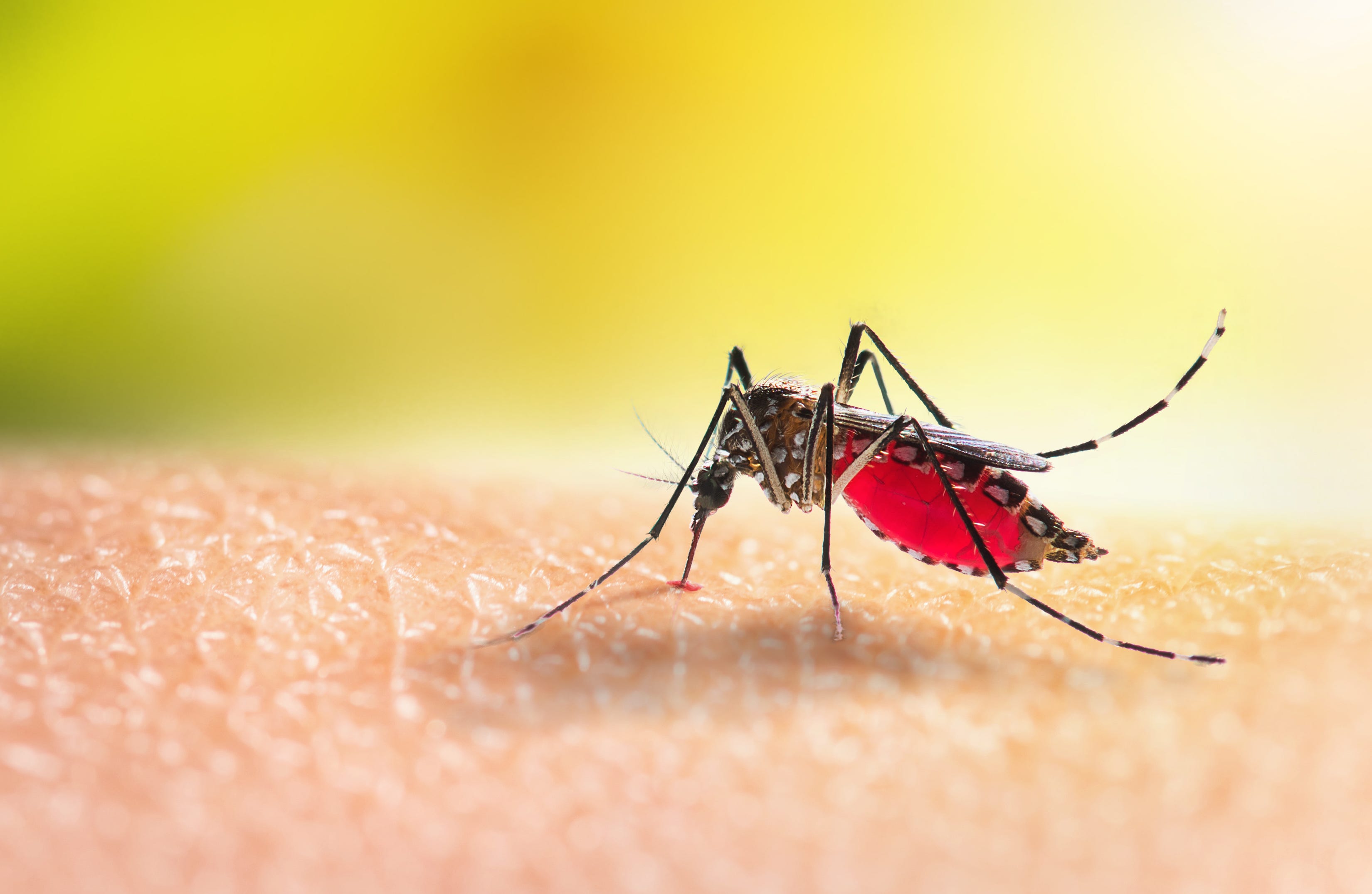 How many dengue cases have been reported in Florida? See 2026 cases
