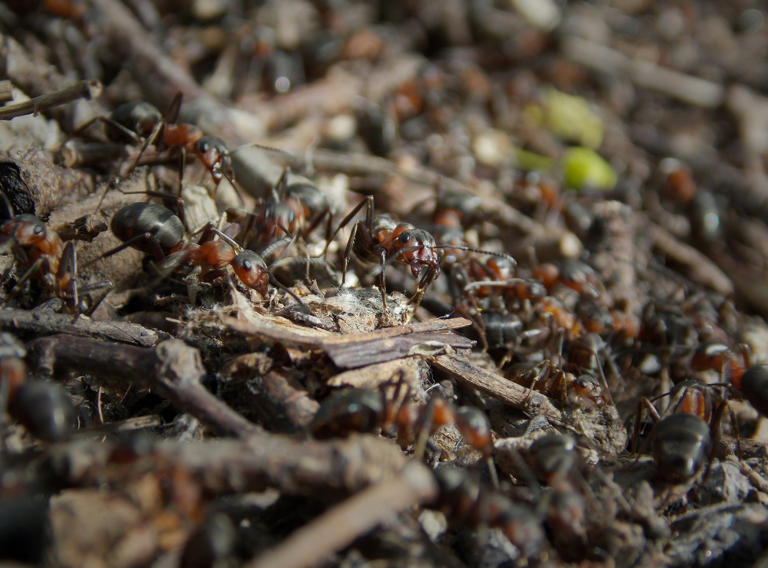One ant sparks colony-wide burst: Math cracks 30-year mystery of ant ...