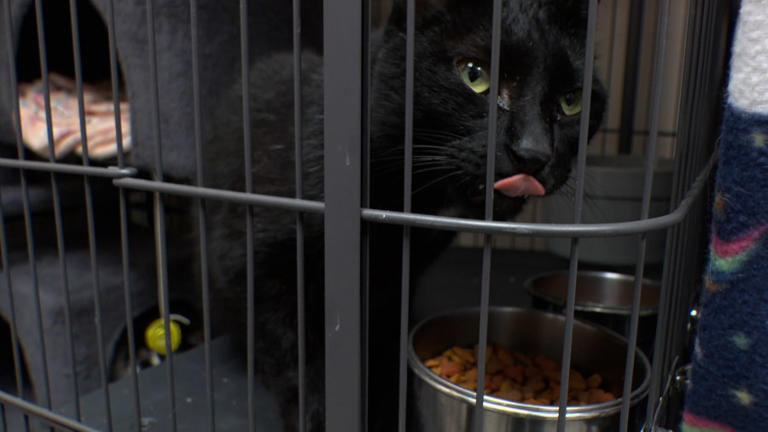 Fox Valley animal organizations help tornado victims care for pets