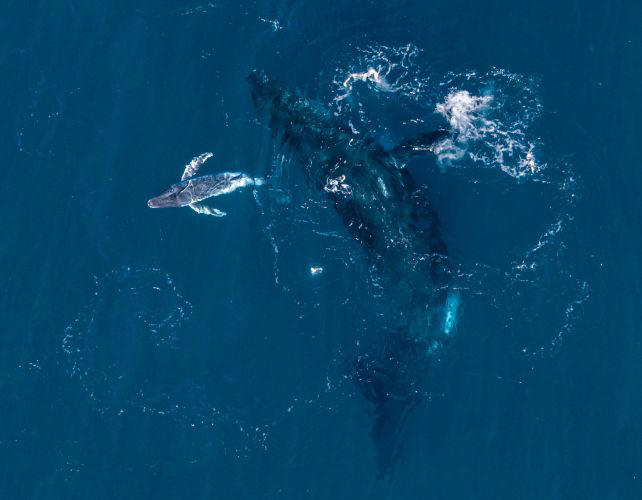 Super rare humpback whale birth caught on drone camera for the first ...