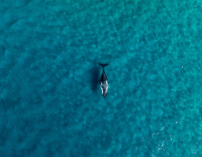 Super rare humpback whale birth caught on drone camera for the first ...