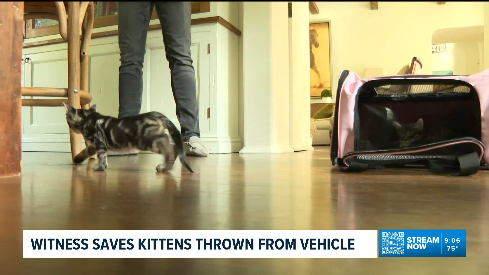 DeKalb woman accused of throwing kittens out of car window