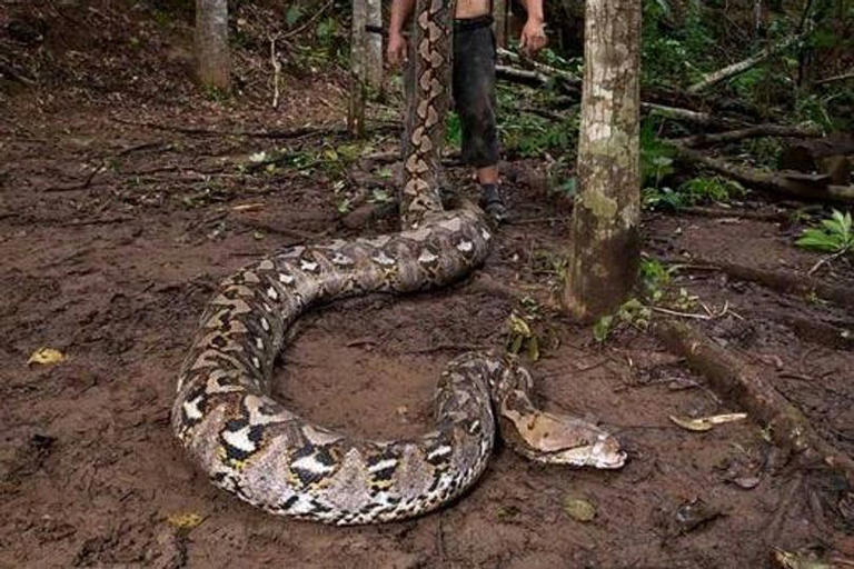 Woman's horrifying death strangled and swallowed whole by 20-foot snake
