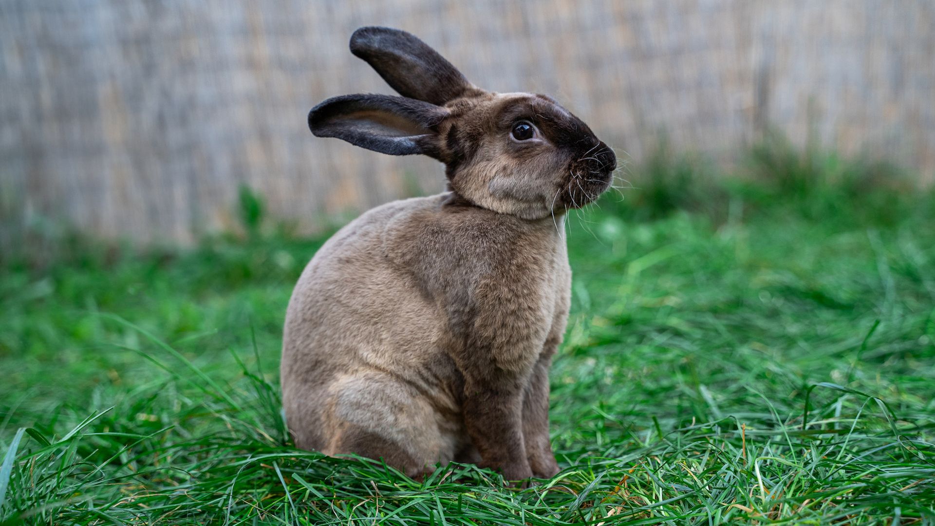 Breeds of rabbits