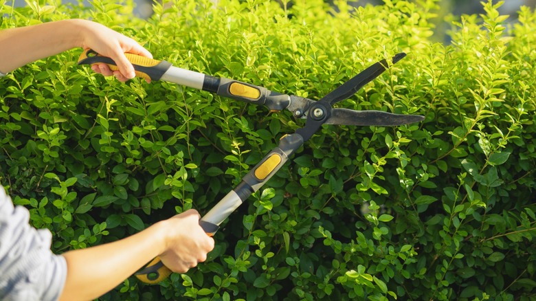 Easier than using a metal file: Sharpen garden shears with a drill ...