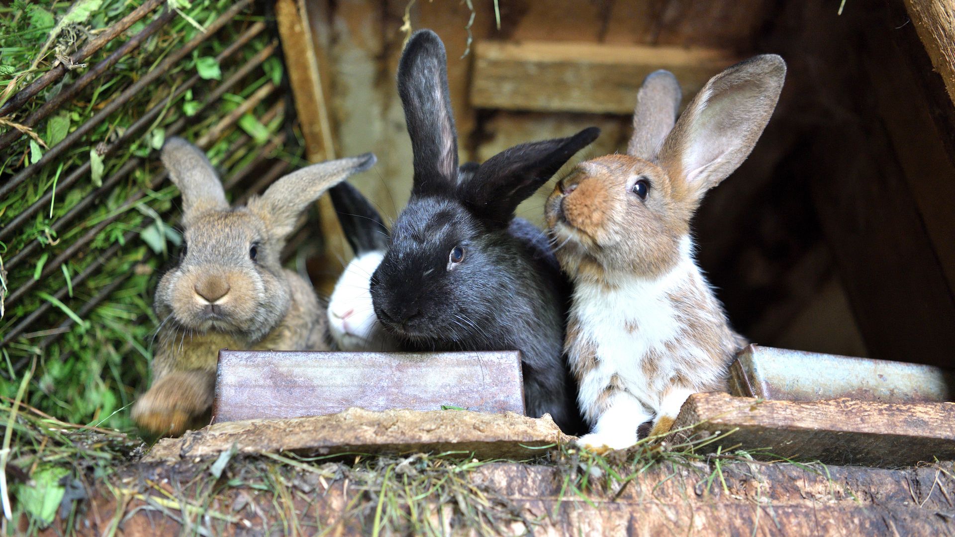 Breeds of rabbits