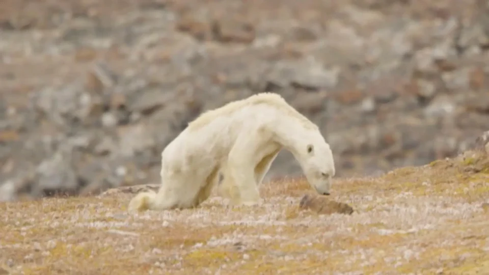 The photo that fooled millions: how a polar bear broke the internet’s heart