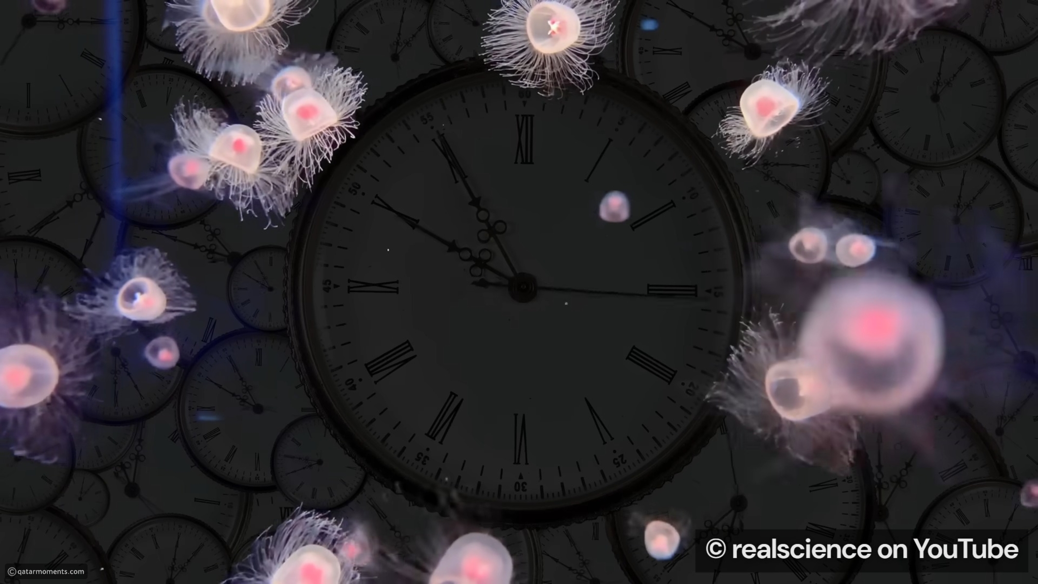 The immortal jellyfish and what it actually does