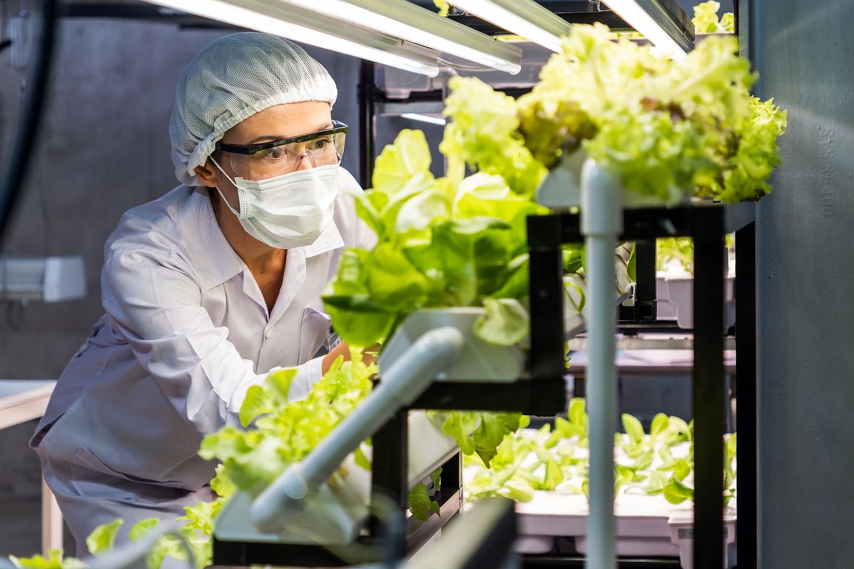 Anyone for meat lettuce? Plants genetically engineered to produce pig ...