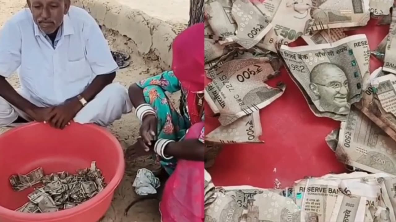 Rajasthan farmer buries Rs 5 lakh to keep it safe, termites destroy ...