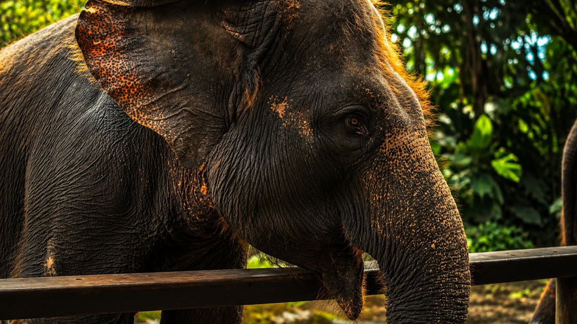 Face to face with one of nature's largest land animals