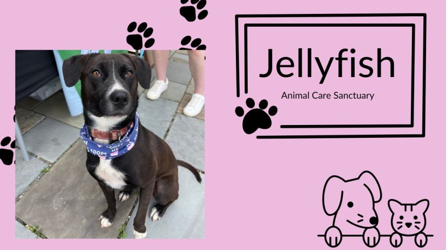 Pet of the week: Jellyfish, Animal Care Sanctuary