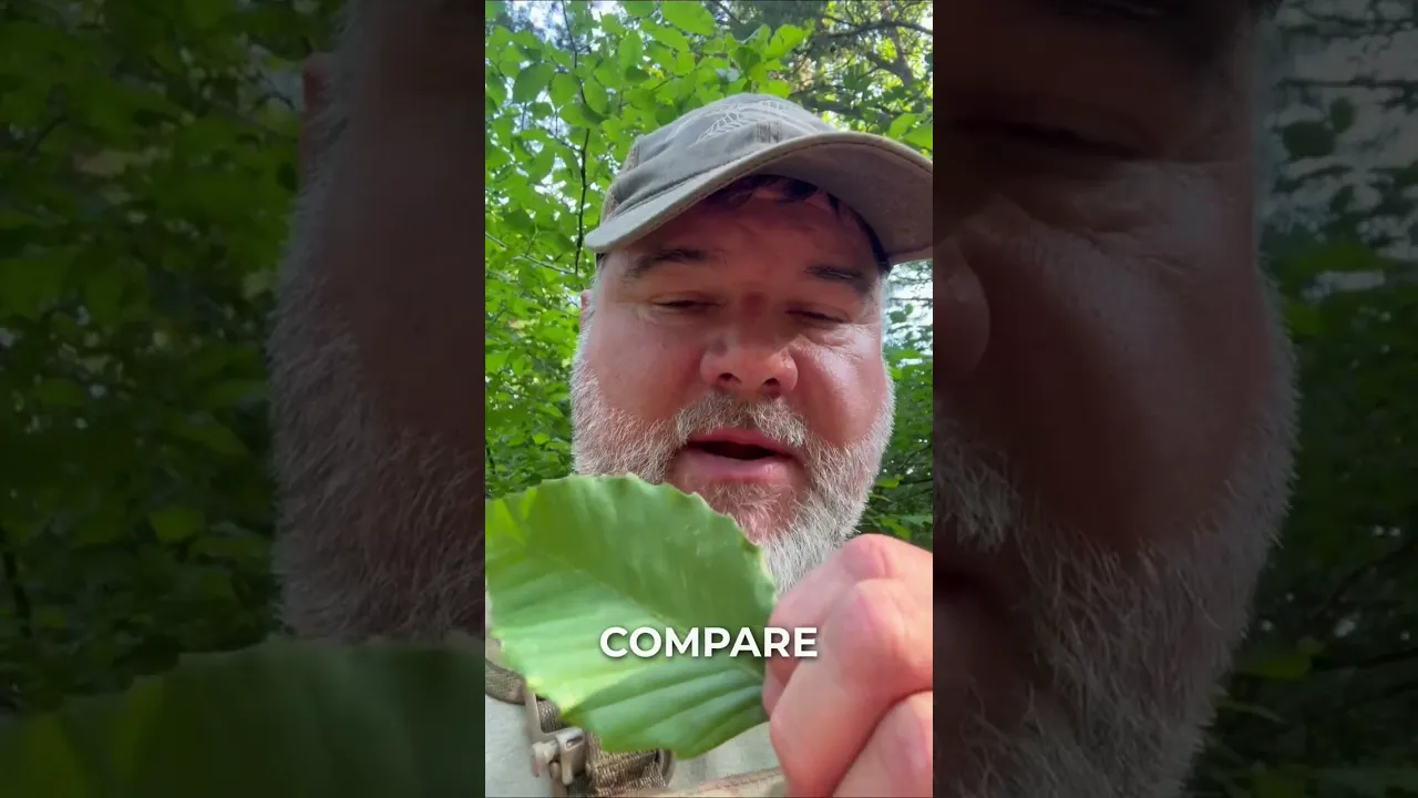 How to identify trees by leaf margins