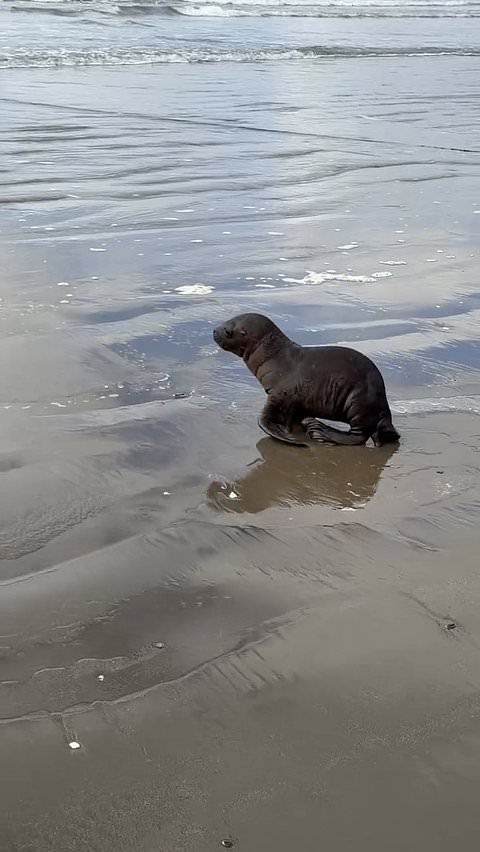 Baby sea lion strolls across the beach