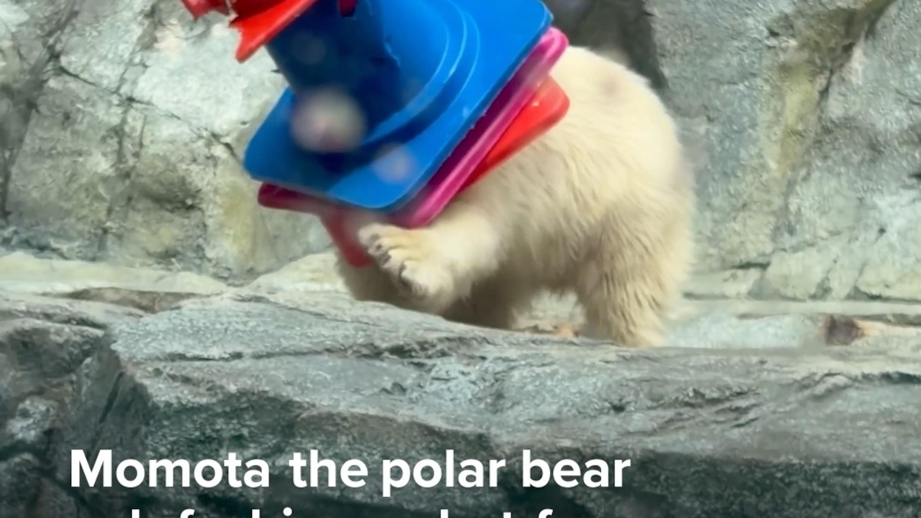 Momota the polar bear cub fashions a hat from traffic cones in Japan