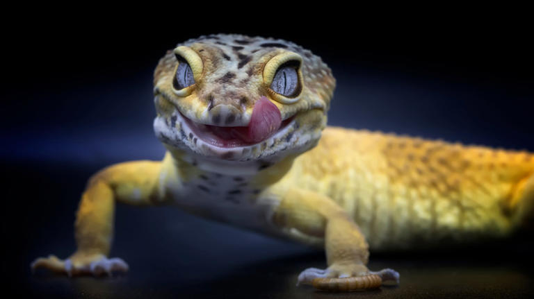Geckos could be an unexpected answer to our questions about cancer