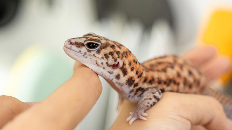 Geckos could be an unexpected answer to our questions about cancer