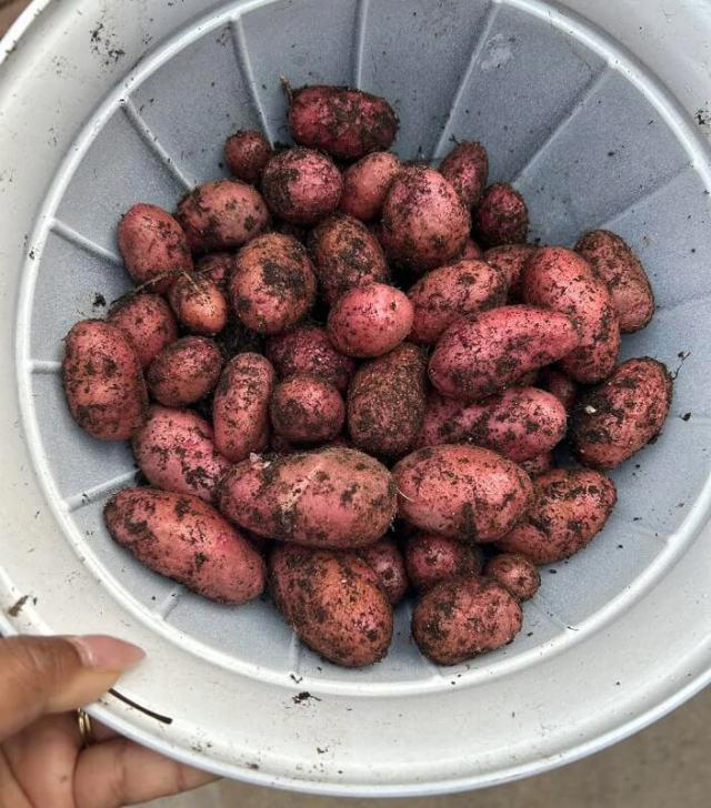 First-time gardener shares potato haul from grow bags, and fellow ...