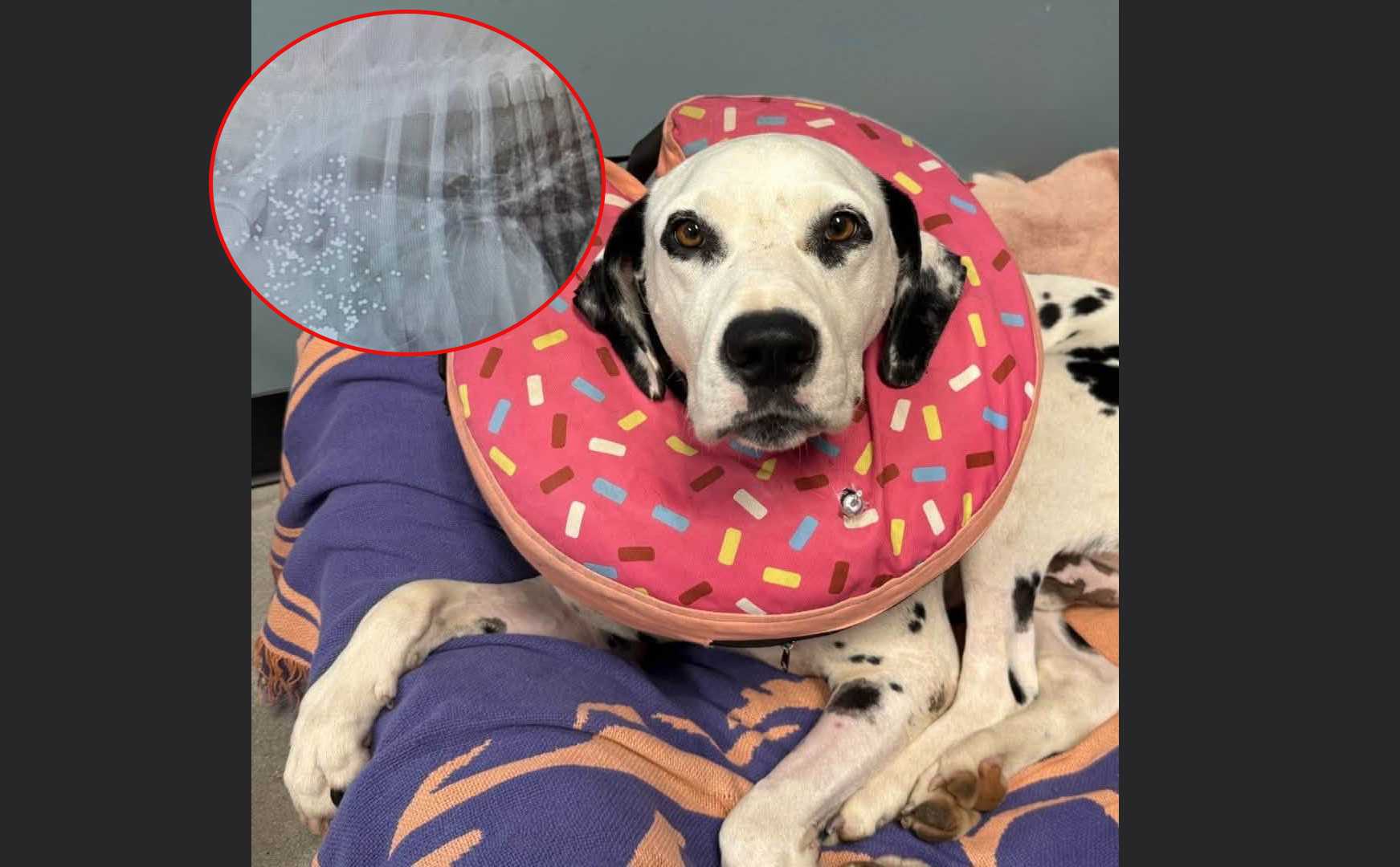 Dog with shotgun wound found wandering in Upstate; humane society ...