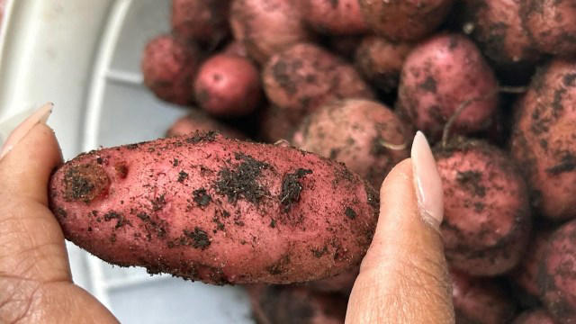 First-time gardener shares potato haul from grow bags, and fellow ...