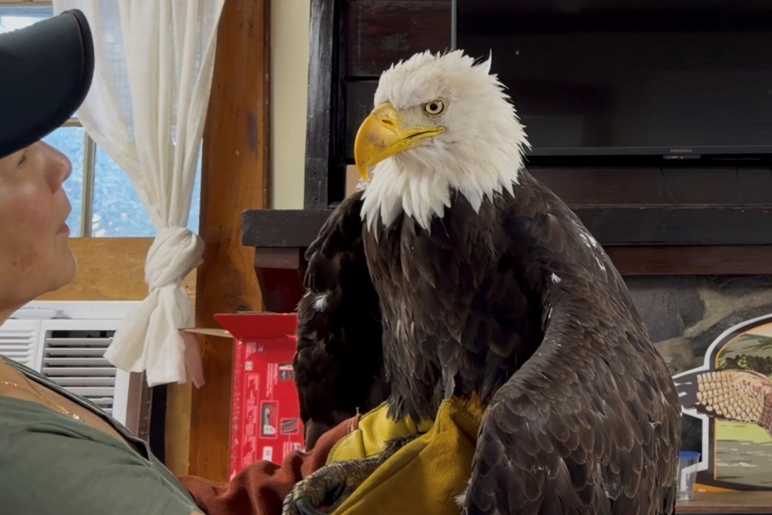 Social media-famous bald eagle Jackie dies after weeks of intensive ...
