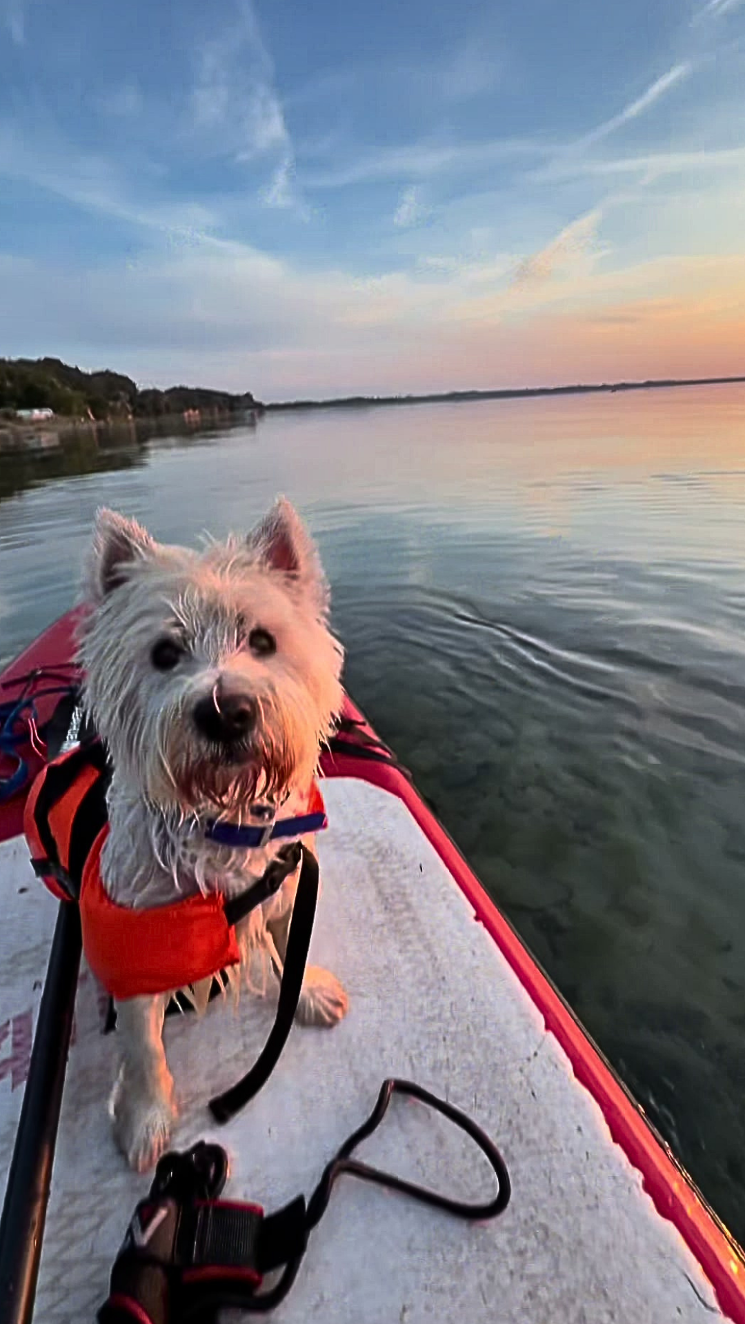 Forris Pawfect Summer Day Is Pure Happiness