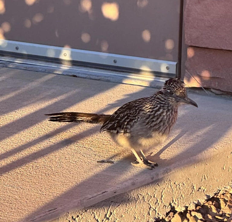 Why am I a birdwatcher?