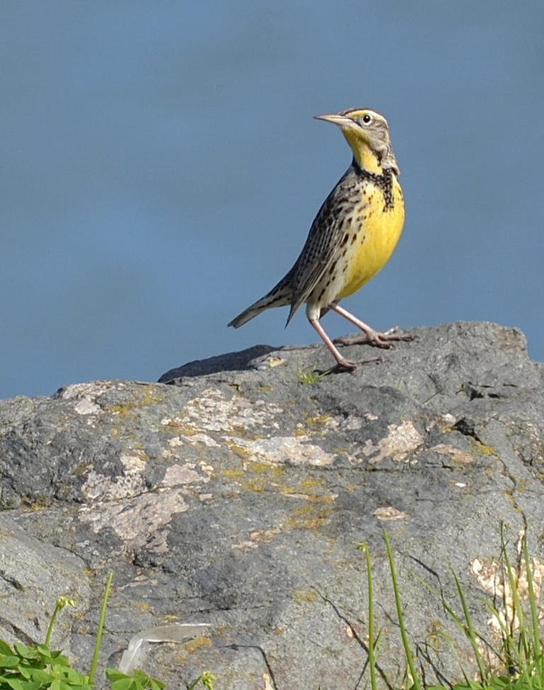 Why am I a birdwatcher?