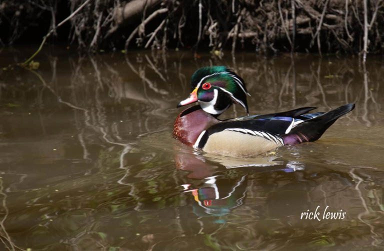Why am I a birdwatcher?