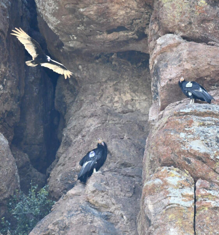 Why am I a birdwatcher?
