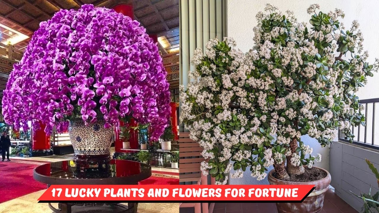 Lucky Flowers That May Symbolize Wealth And Happiness