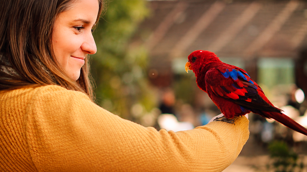 Watch this rare-colored parrot