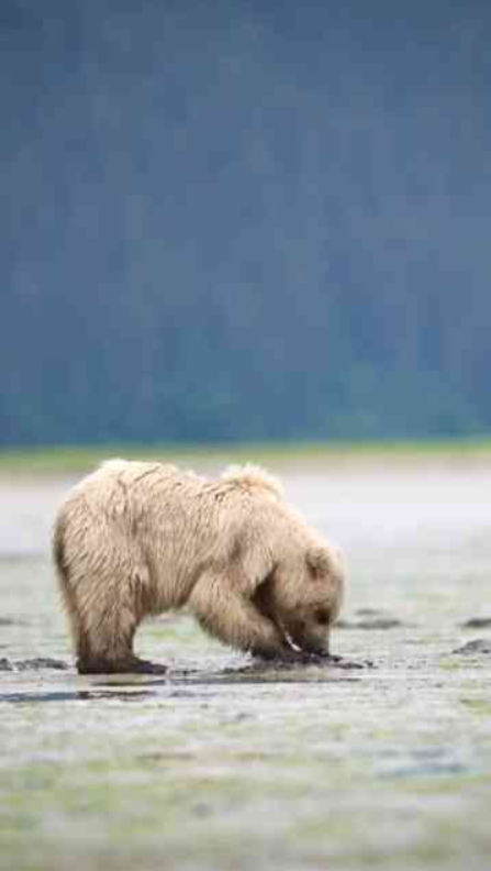 Young brown bear searches Alaskan mudflats for razor clams