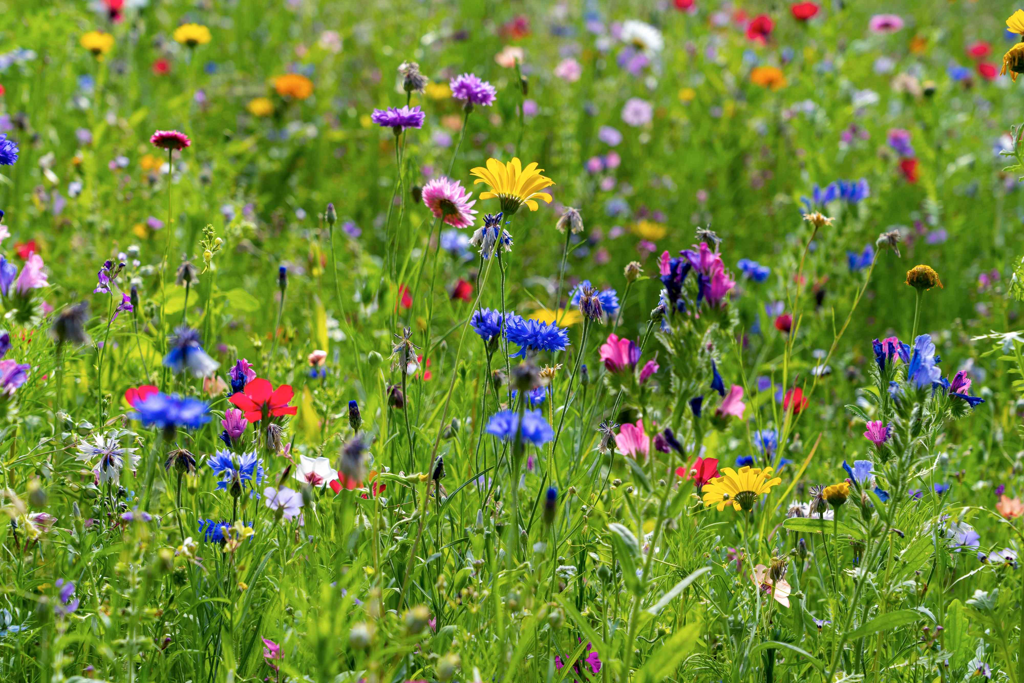 Why garden experts say to skip wildflower seed mixes—and what to plant ...