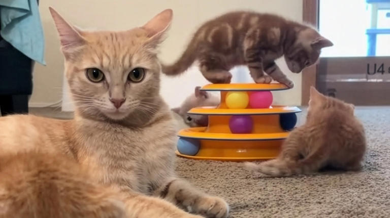 Ginger mama cat with large litter of orange kittens is 'questioning all ...