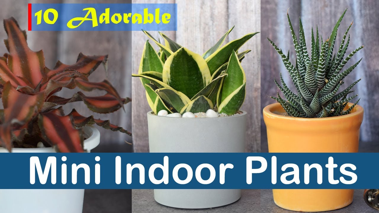 Adorable mini indoor plants perfect for small living spaces