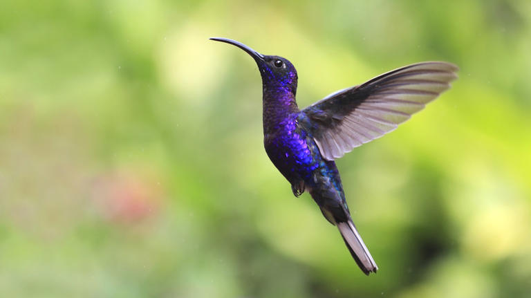 Lure hummingbirds to your yard with a bright blue flower they can't resist