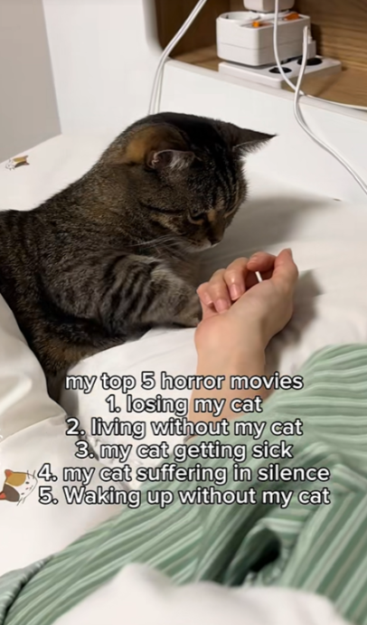 My 5 real horror movies featuring my cat