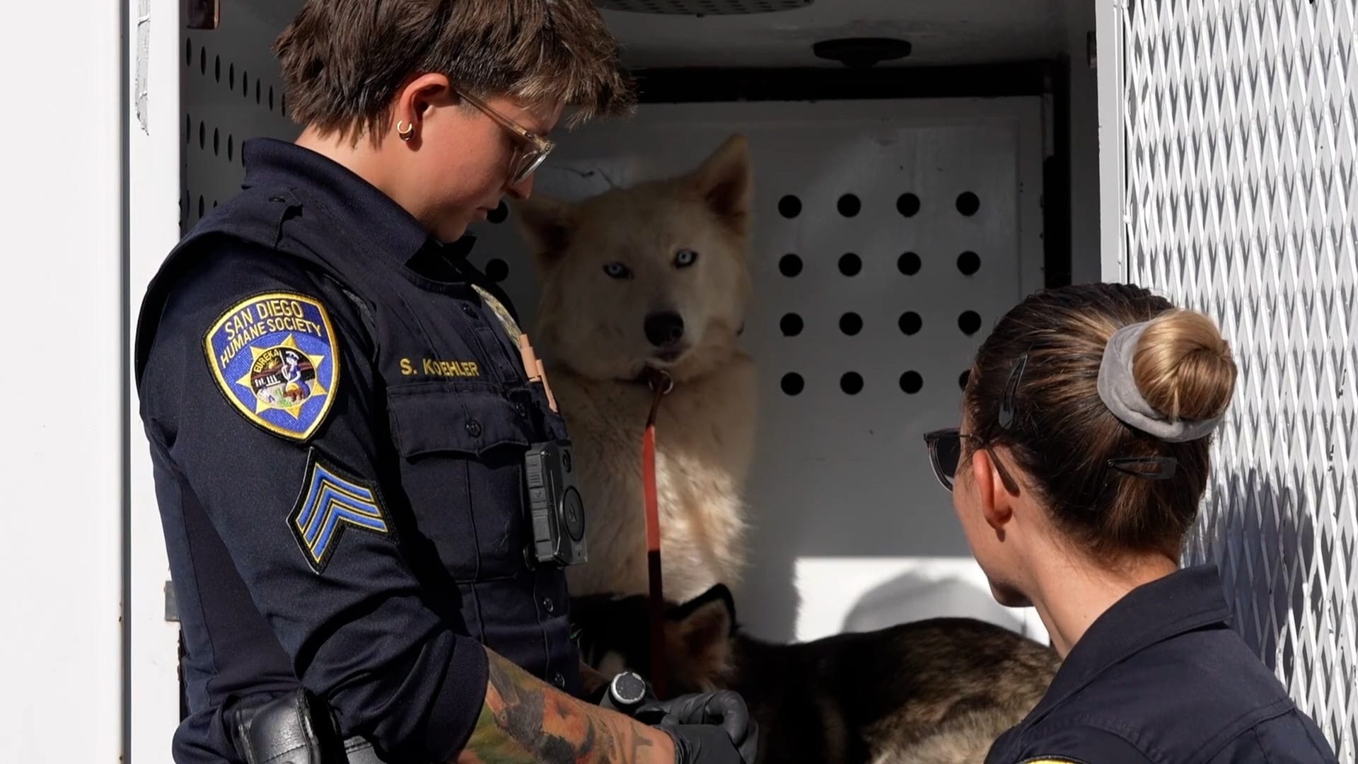 Humane society takes in dozens of surrendered dogs